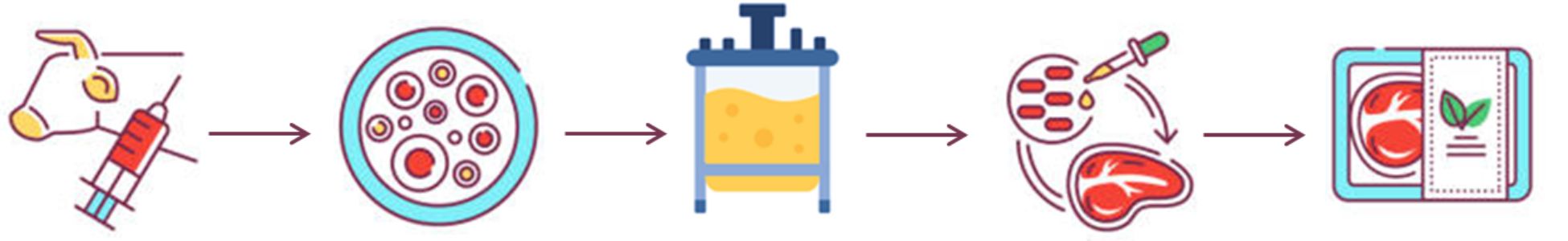 Cultured Meat Process Icons